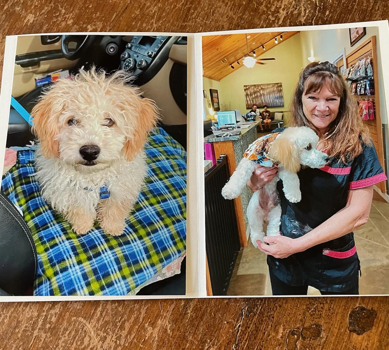 Pet Grooming in Rogers, AR | Faithful Friends Animal Clinic